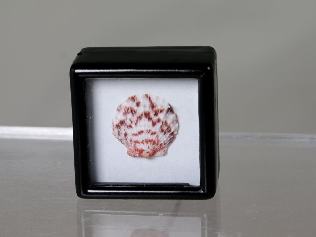 Scallop shell light box. Please read note about the electrics! | Wendy ...